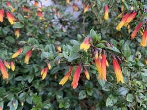 Jacobinia Firefly 12cm (coming Spring 2025) | Paddys Plants Online