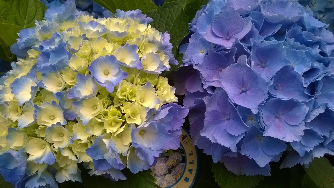 Hydrangea Range | Paddys Plants Online