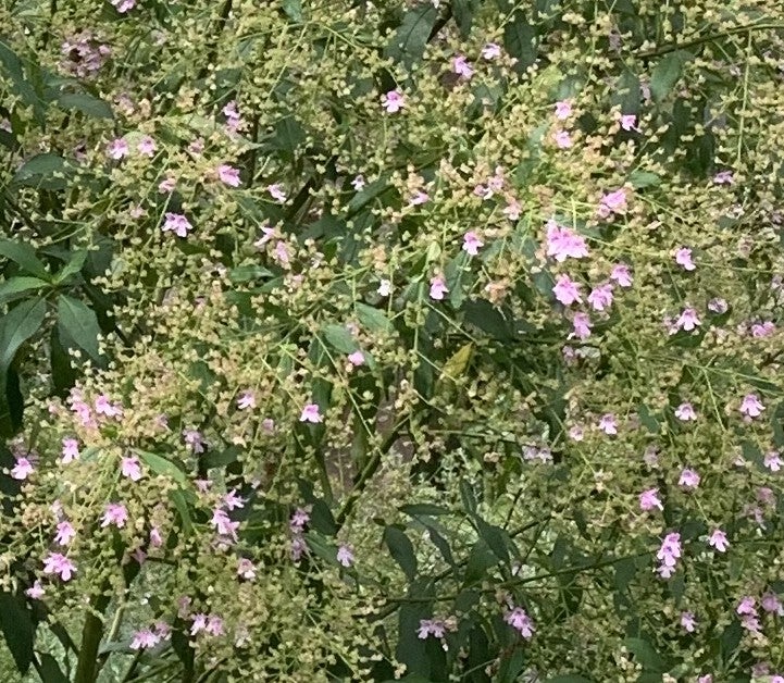 PROSTANTHERA Australian Native Mint Bush 75mm | Paddys Plants Online