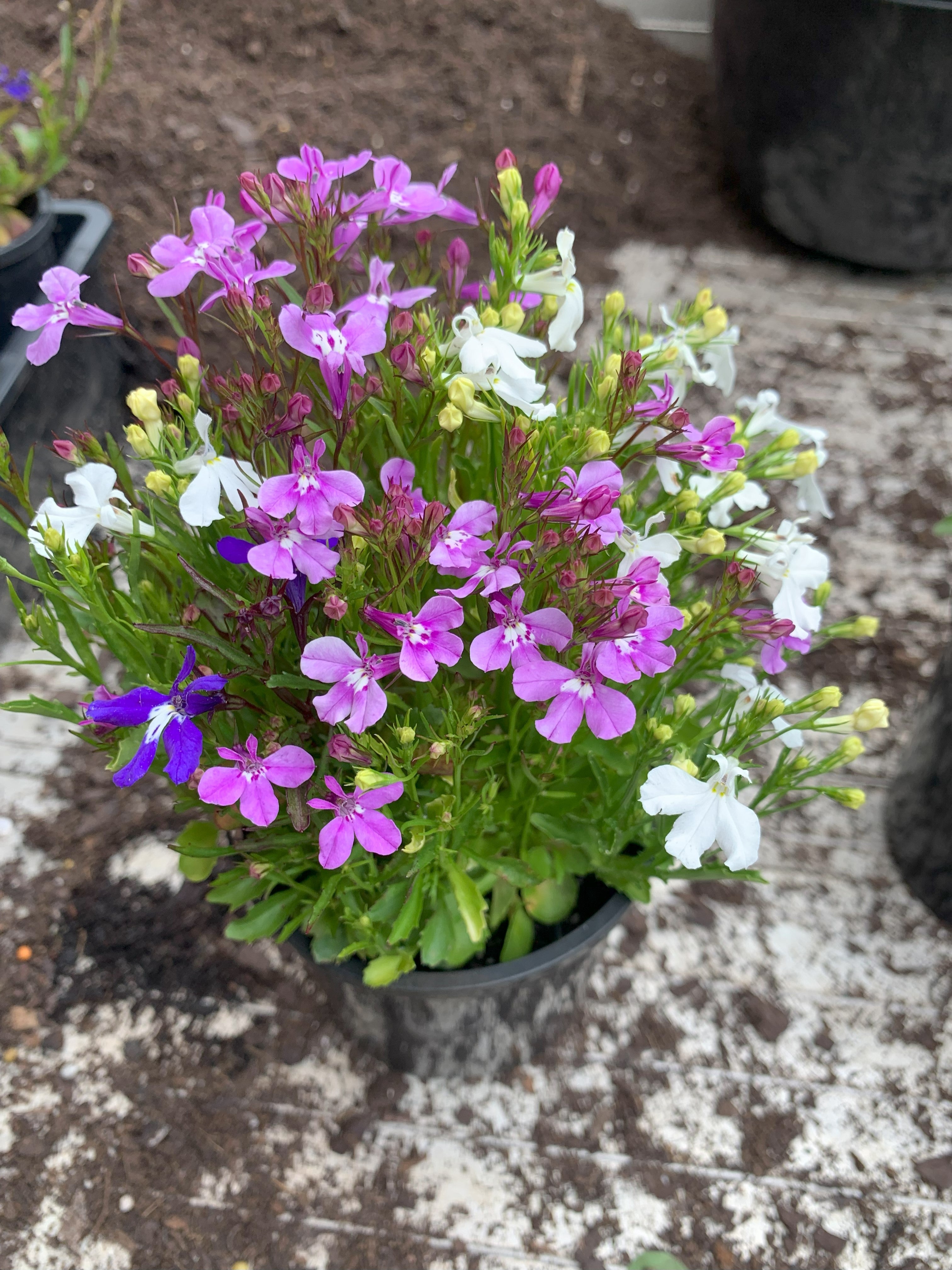 Lobelia mix 10cm (starting to bud) | Paddys Plants Online