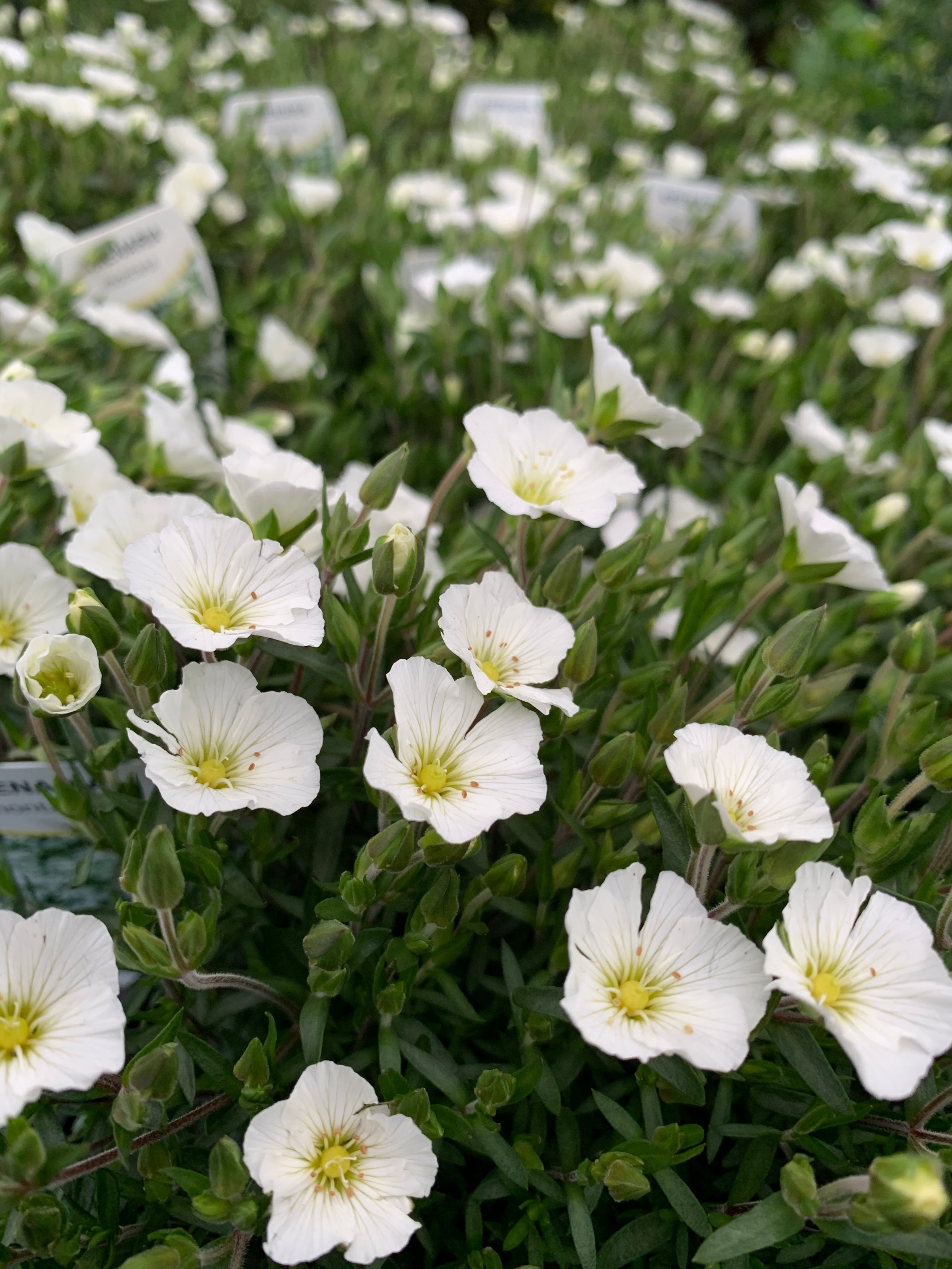 Arenaria 14cm Range (need cut - pruned back) | Paddys Plants Online