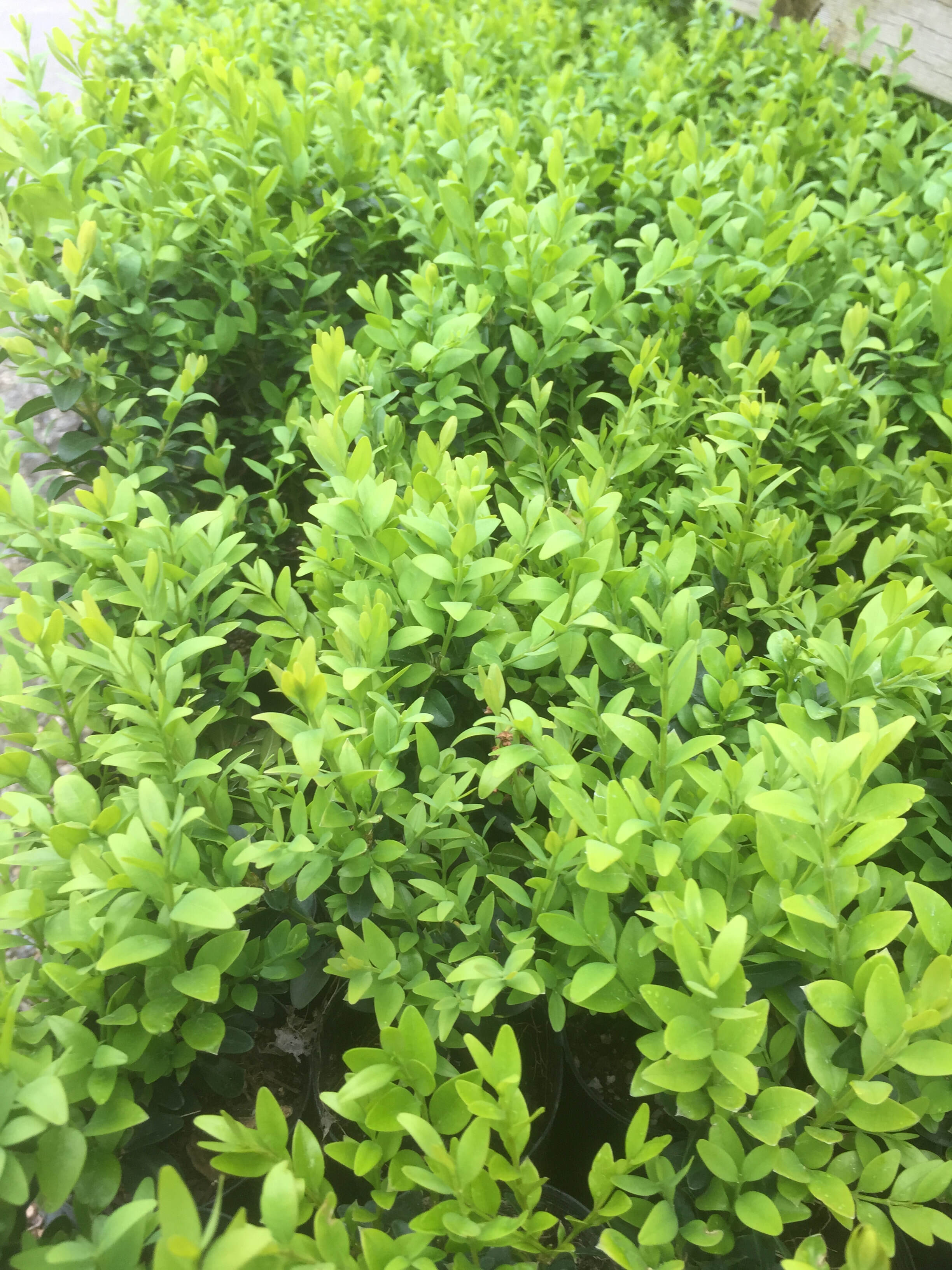 English Box Buxus Tube Stock | Paddys Plants Online
