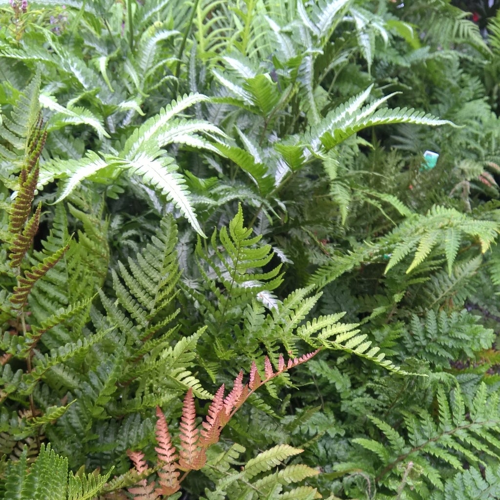 Fern Range 14cm | Paddys Plants Online