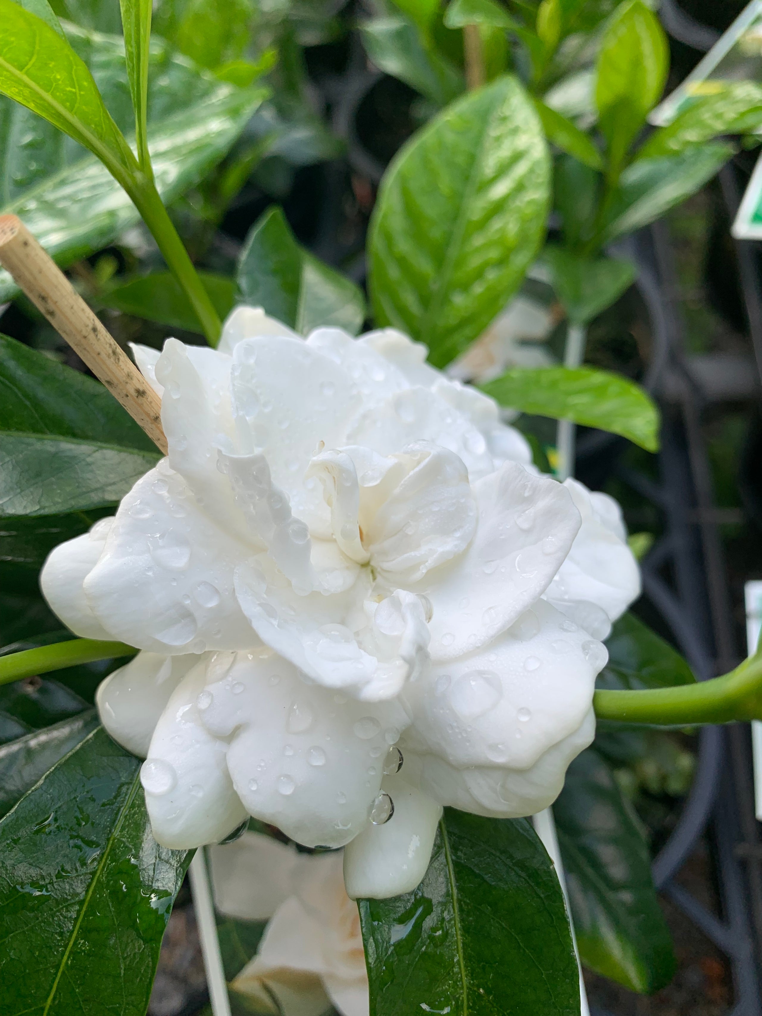 Gardenia Florida 14cm "NOW SOLD OUT UNTIL 2024" | Paddys Plants Online