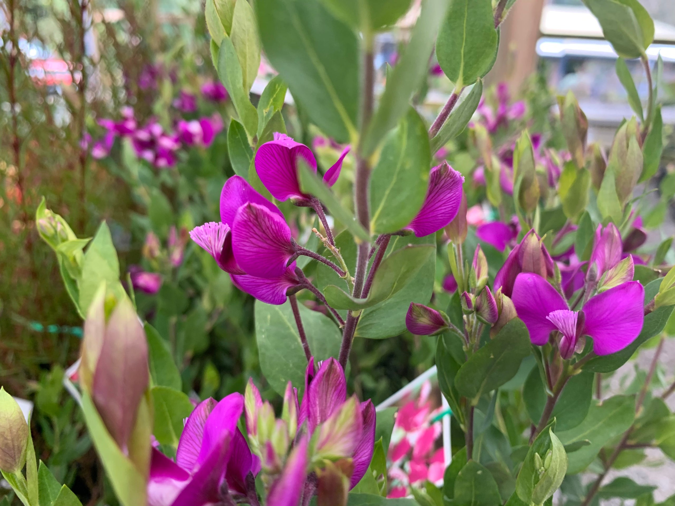 Polygala Range | Paddys Plants Online