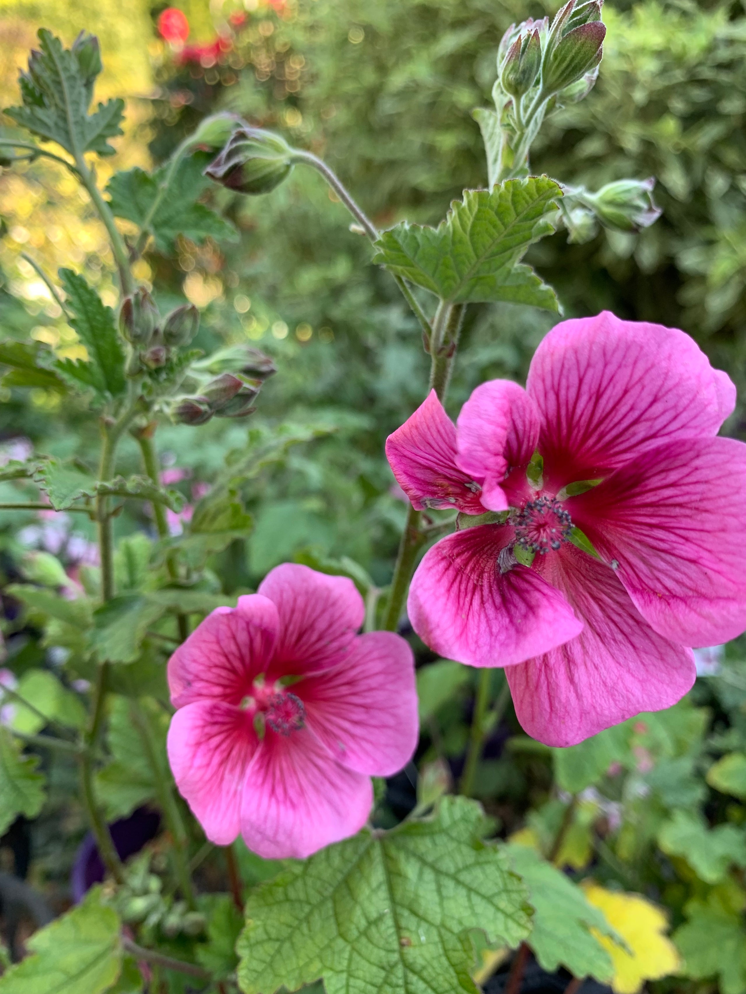 Anisodontea Africa Rose Range | Paddys Plants Online
