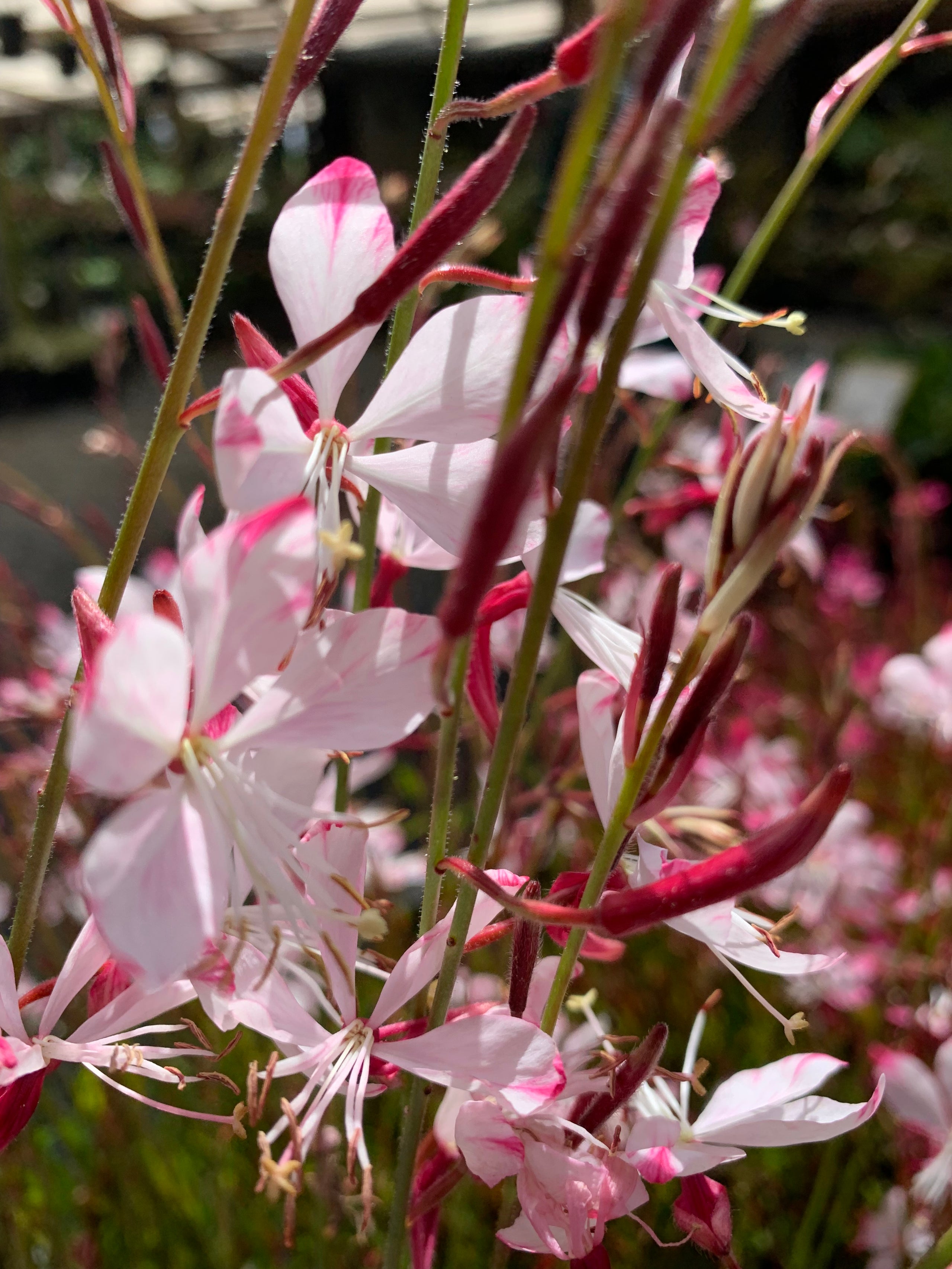 Gaura Butterfly Bush 10cm | Paddys Plants Online