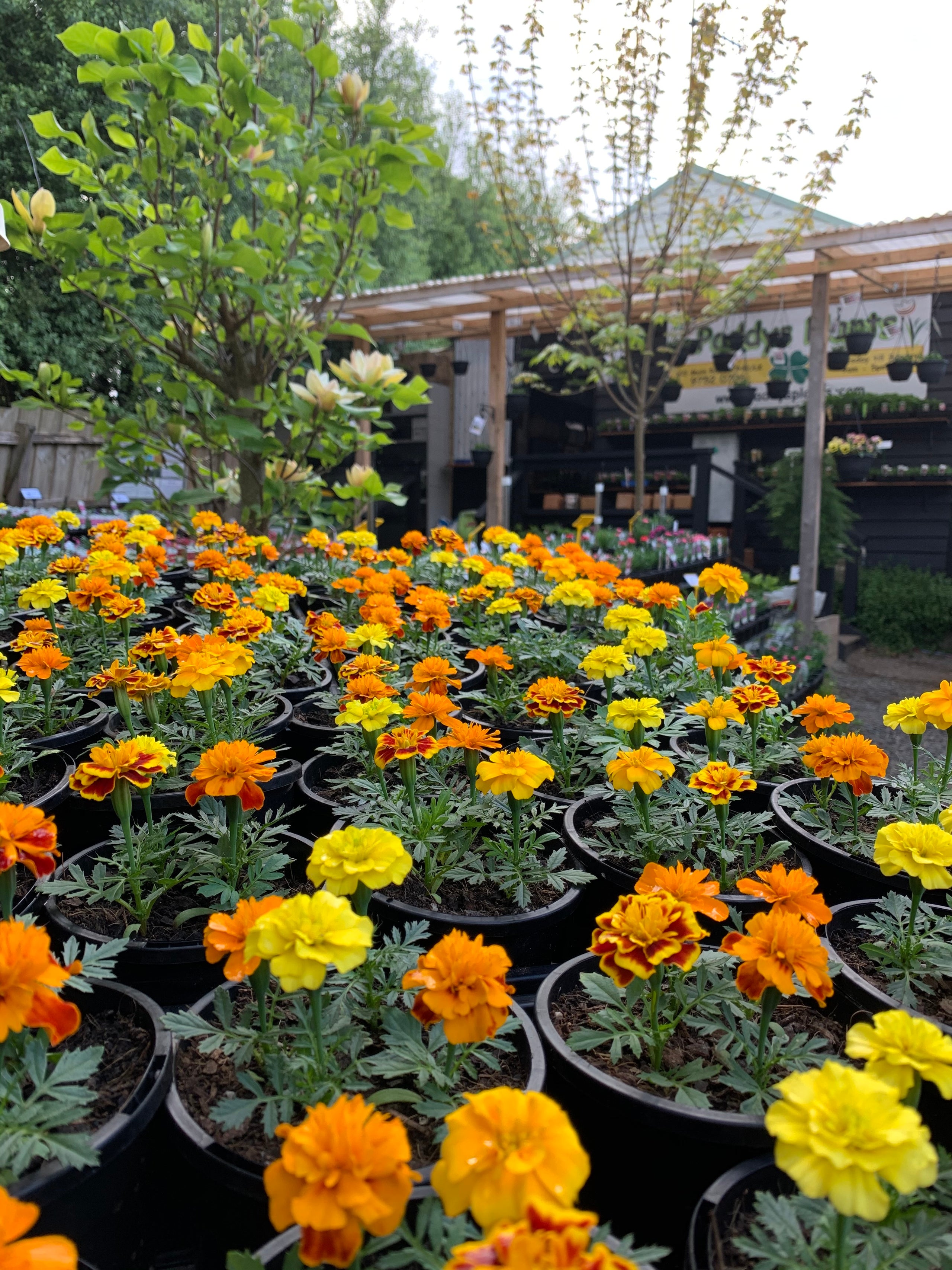 Marigold range (More coming early December 2024) | Paddys Plants Online