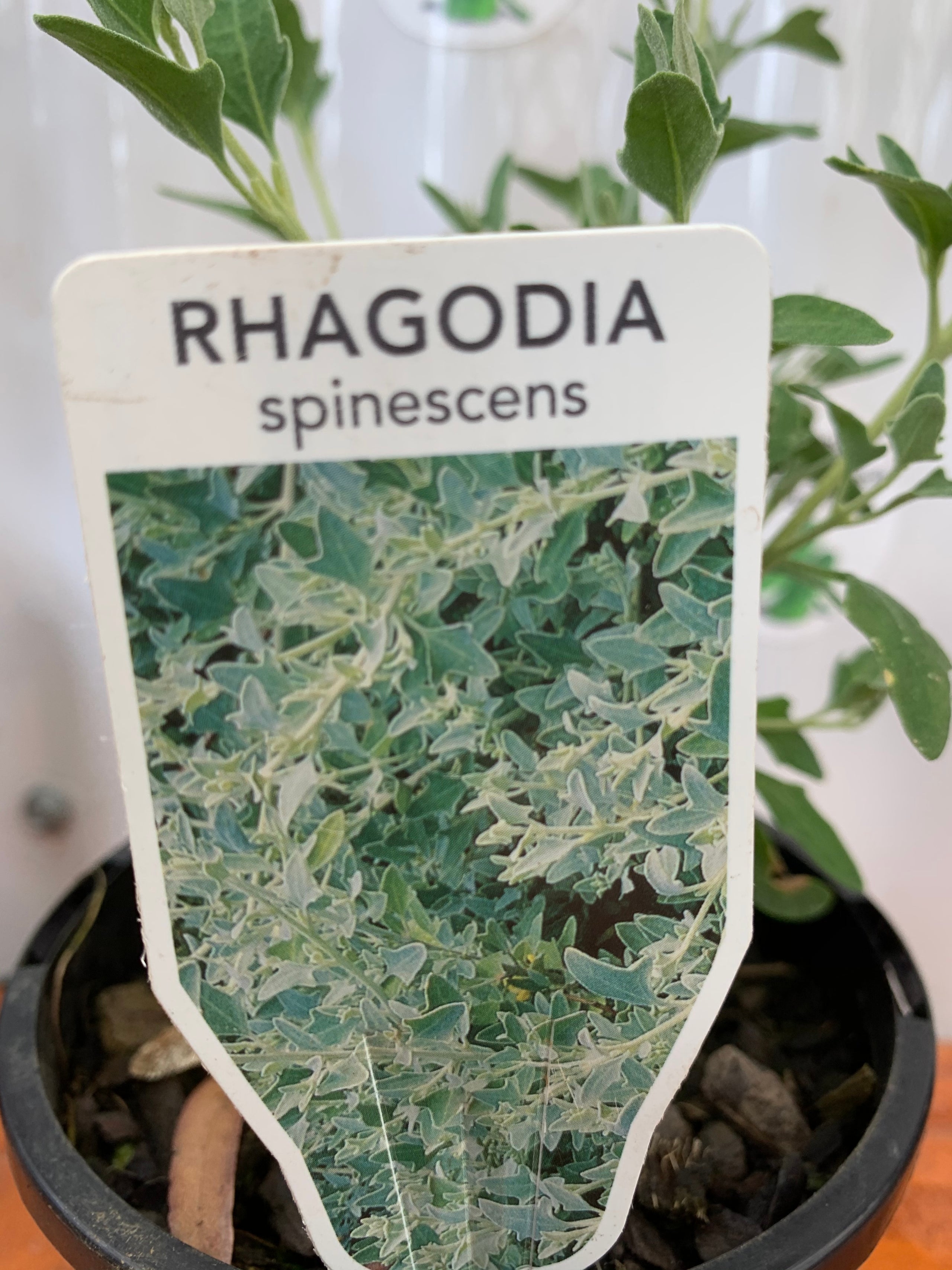 Rhagodia Saltbush 10cm SOLD OUT FOR 2023 | Paddys Plants Online
