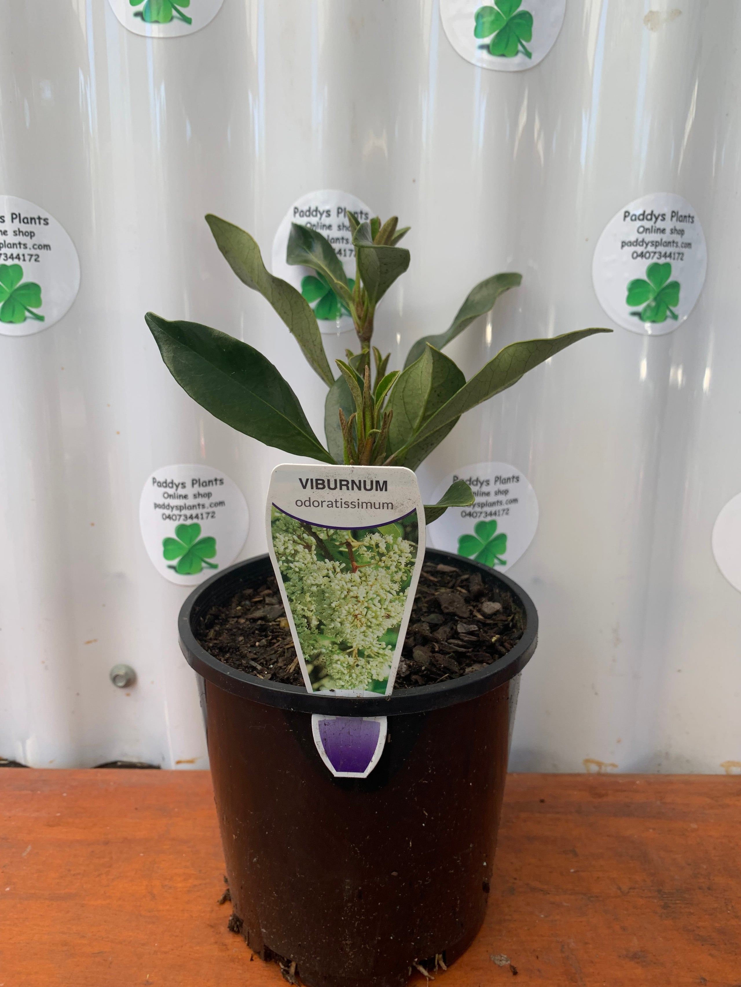 Viburnum Odoratissimum Awabuki 14cm | Paddys Plants Online